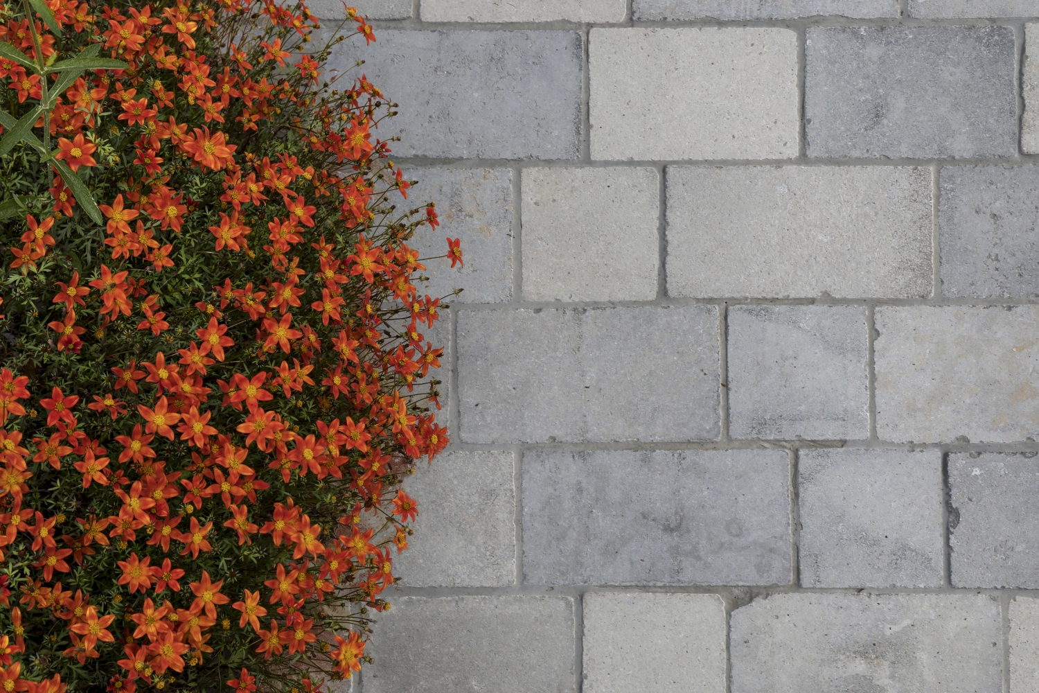 Ca' Pietra Chaldon Limestone Cobble Tumbled Etched Finish Paving ...